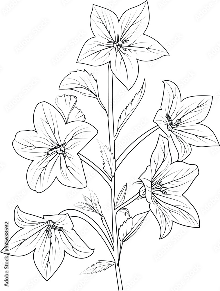 Cute flower coloring pages, Bellflower drawing, Creeping bellflower ...