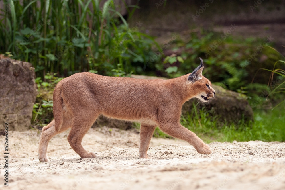 Persian lynx walk in sand with one front paw raised. Caracal goes with ...
