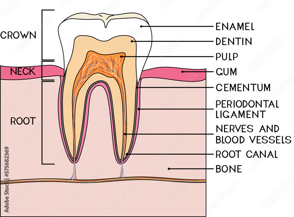 Parts of human tooth. Scheme of structure of tooth (molar) in cross ...