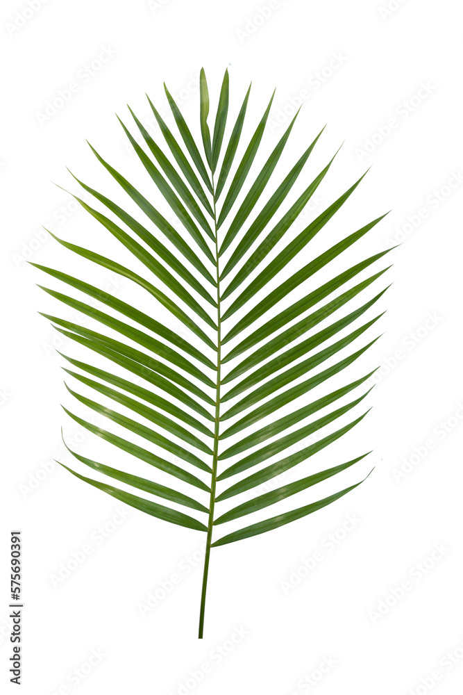 Tropical green leaf of palm tree on transparent background png file ...