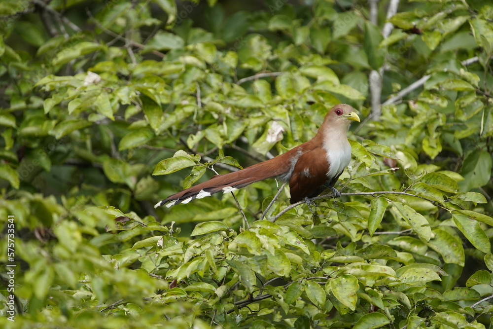 The squirrel cuckoo (Piaya cayana) is a large and active species of ...