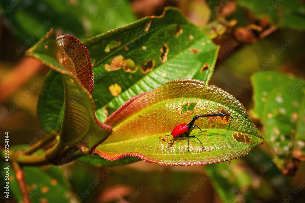 Giraffe weevil, Trachelophorus giraffa, vulnerable beetle with dark ...