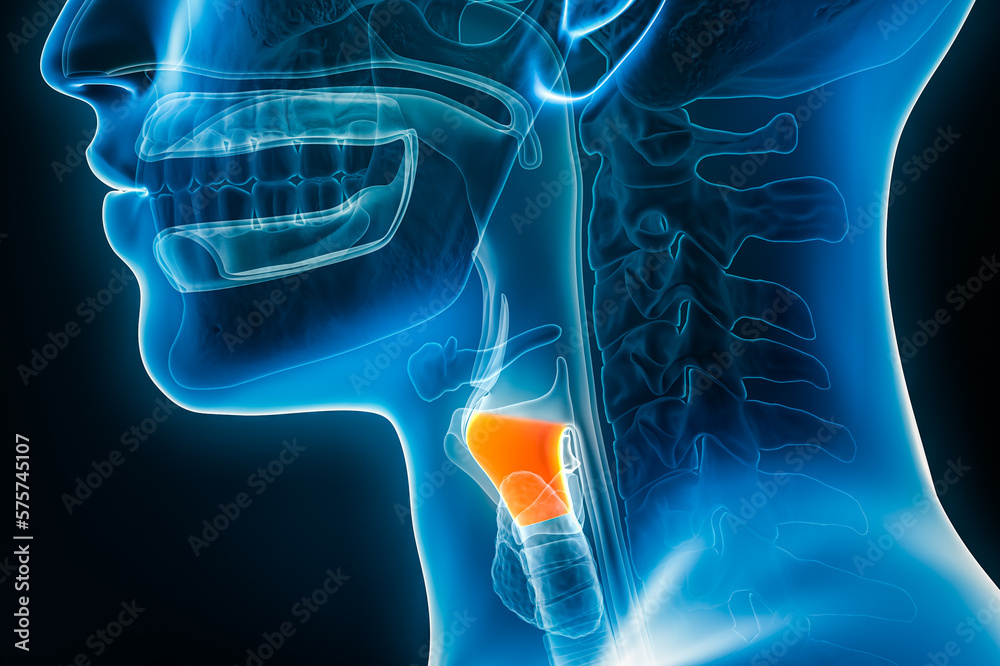 Xray lateral or profile view of the larynx or voice box 3D rendering ...