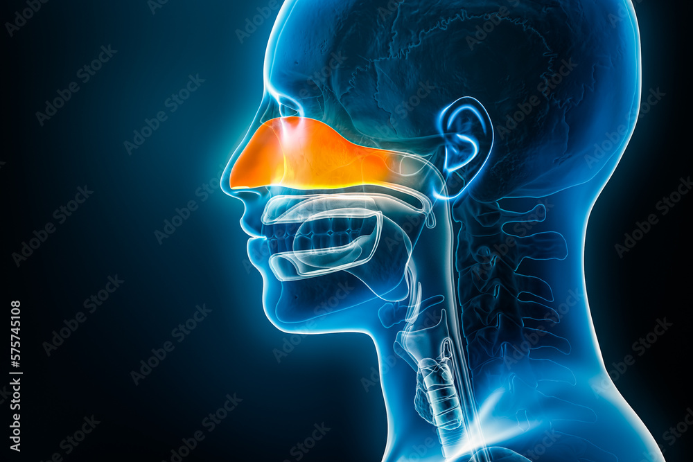 Xray lateral or profile view of the nasal cavity 3D rendering ...