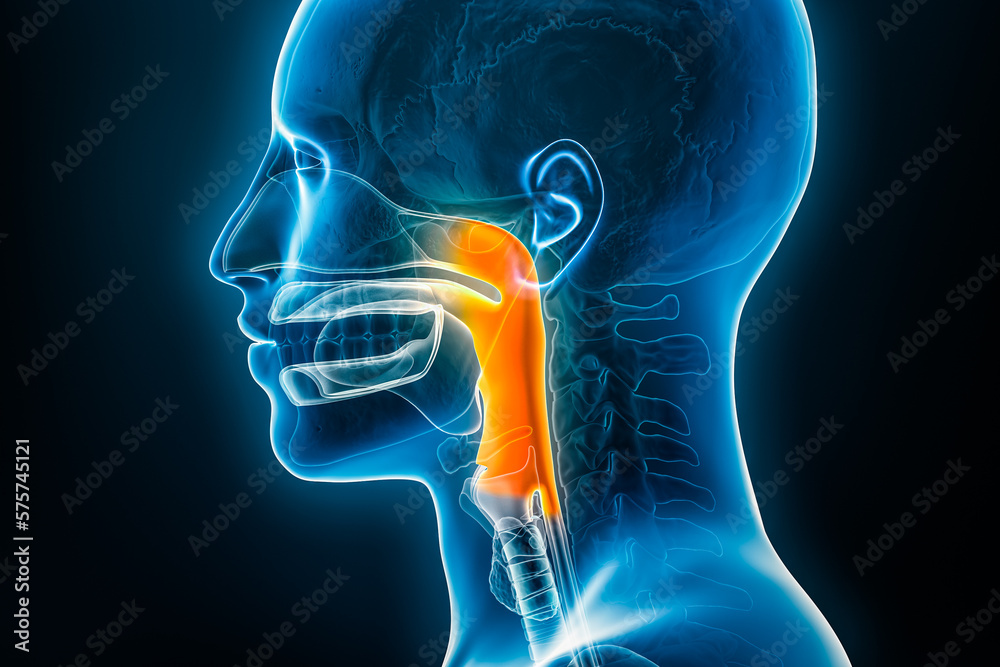 Xray lateral or profile view of the pharynx 3D rendering illustration ...