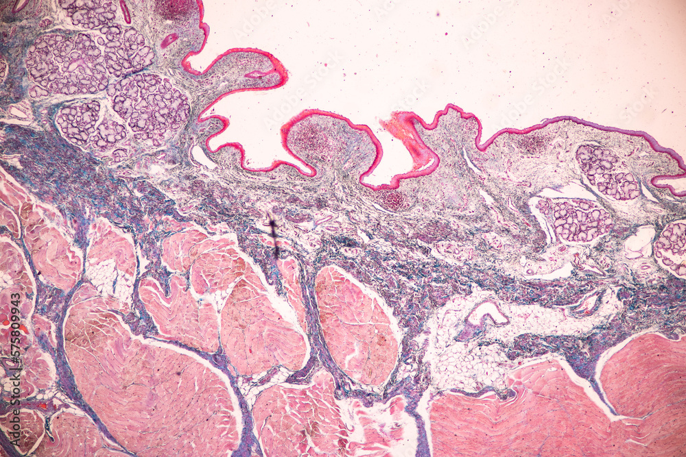 Adipose tissue human, Soft palate human, Bone human and Striated ...