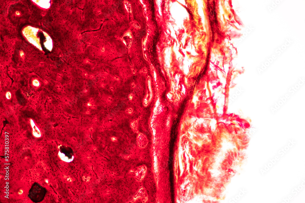 Adipose tissue human, Soft palate human, Bone human and Striated ...