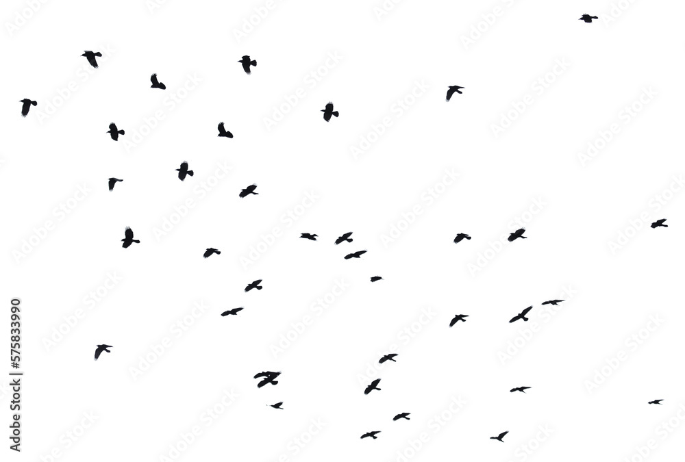 Flock of raven birds isolated on white Stock Photo | Adobe Stock