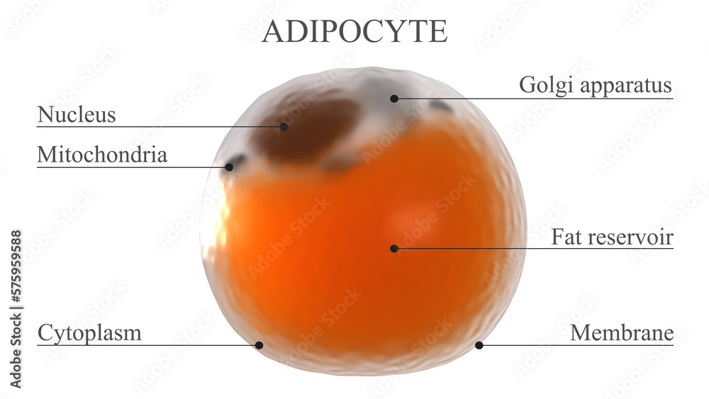 Adipocyte structure. 3d rendered illustration showing the names of the ...