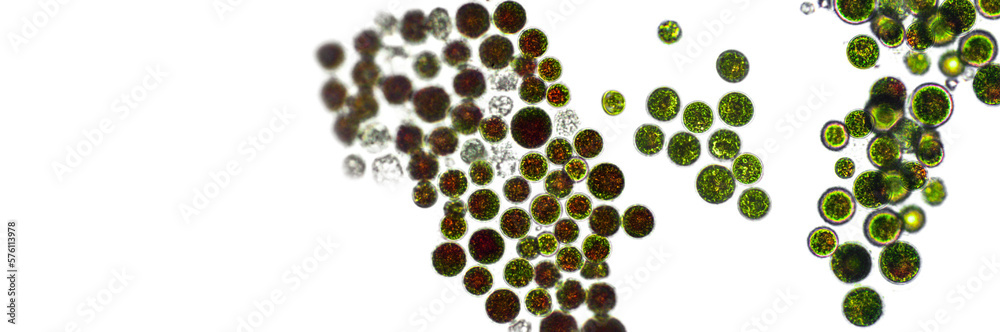 Haematococcus pluvialis green algae under microscopic view, empty space ...