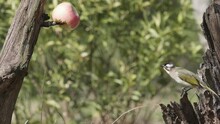 White Vented Bulbul Free Stock Photo - Public Domain Pictures