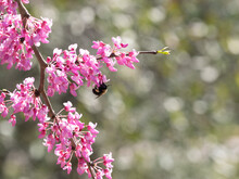 Redbud Tree Blossoms And Bees Free Stock Photo - Public Domain Pictures