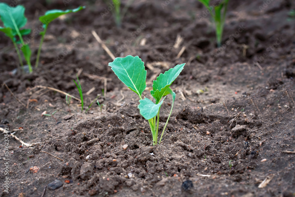 Foto de Stock Cabbage sprout grow in soil, kohlrabi. Young sprout of ...