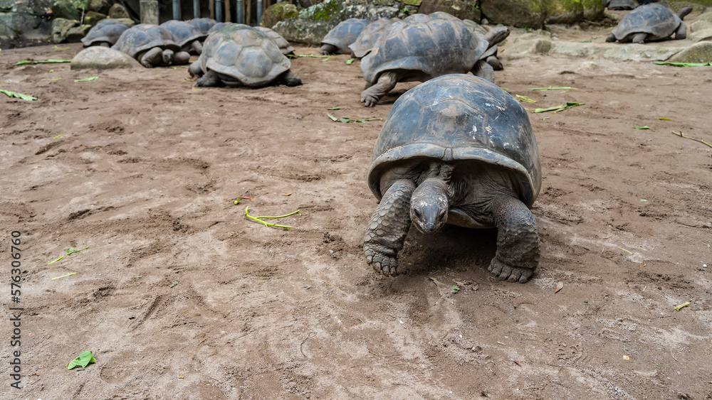 Giant turtles Aldabrachelys gigantea walk on the sandy soil of the ...