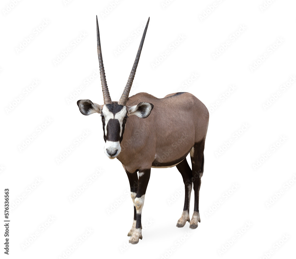 Gemsbok (Oryx gazella) isolated on transparent background clipping path ...