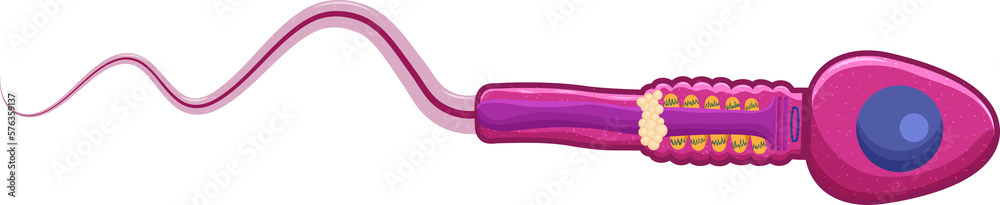 The human sperm or spermatozoa cell has a head containing DNA, a ...