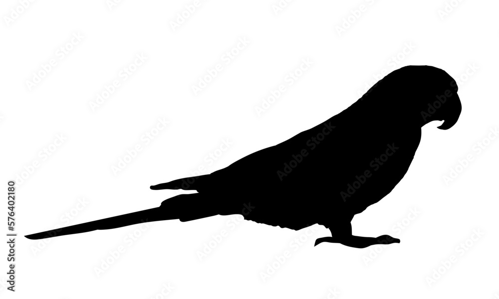 Parrot silhouette isolated - vector illustration Stock Vector | Adobe Stock