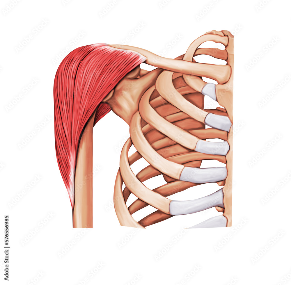 Deltoid Muscle Shoulder Anatomy Stock Illustration | Adobe Stock