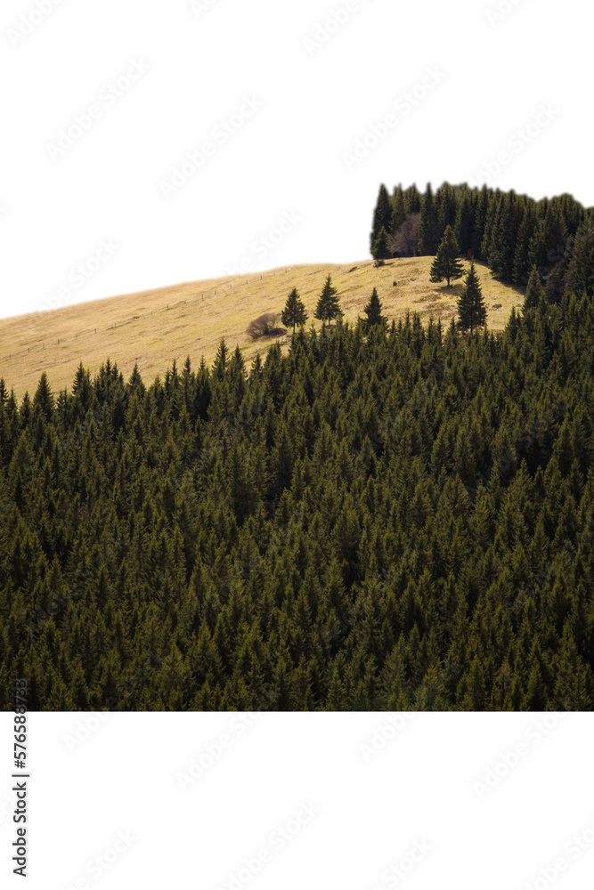 High yellow hill overgrown with pine trees isolated PNG photo with ...