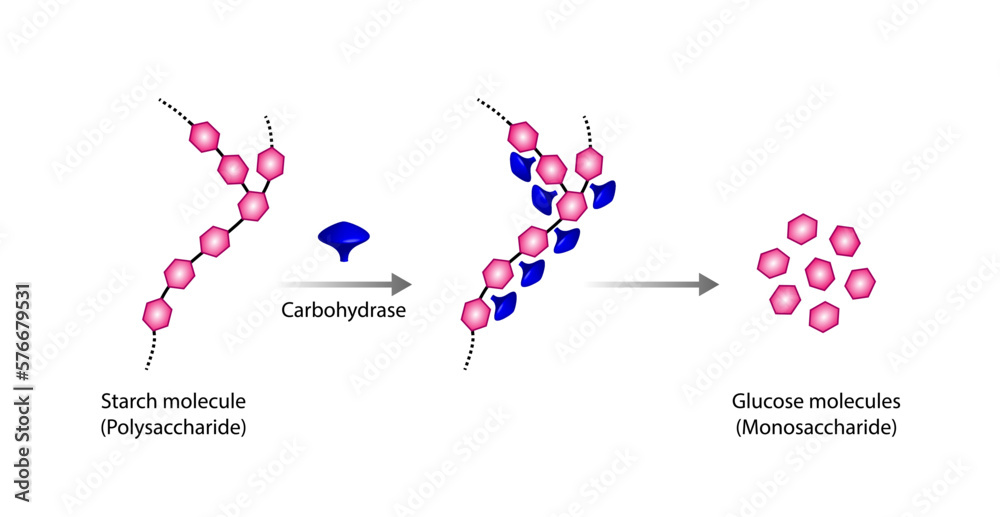 Carbohydrates Digestion. Carbohydrase, Amylase Enzymes catalyze ...