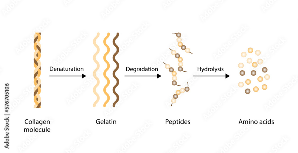 Collagen Digestion, Denaturation, Degradation and hydrolysis. Collagen ...