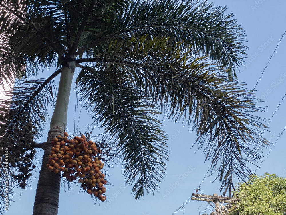 Syagrus romanzoffiana with fruits, called queen palm or cocos palm. In ...