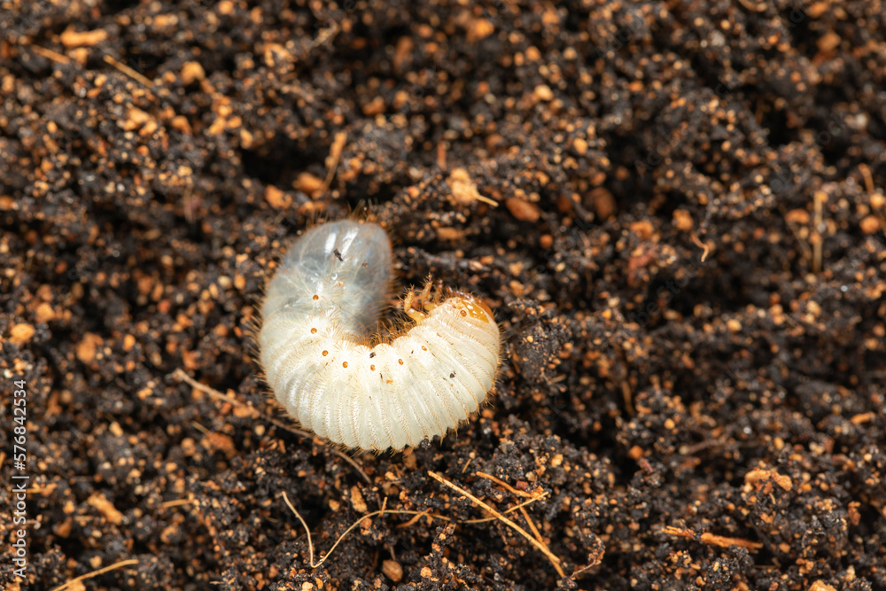 Image of grub worm beetle in garden. Larva close up. Source of protein ...