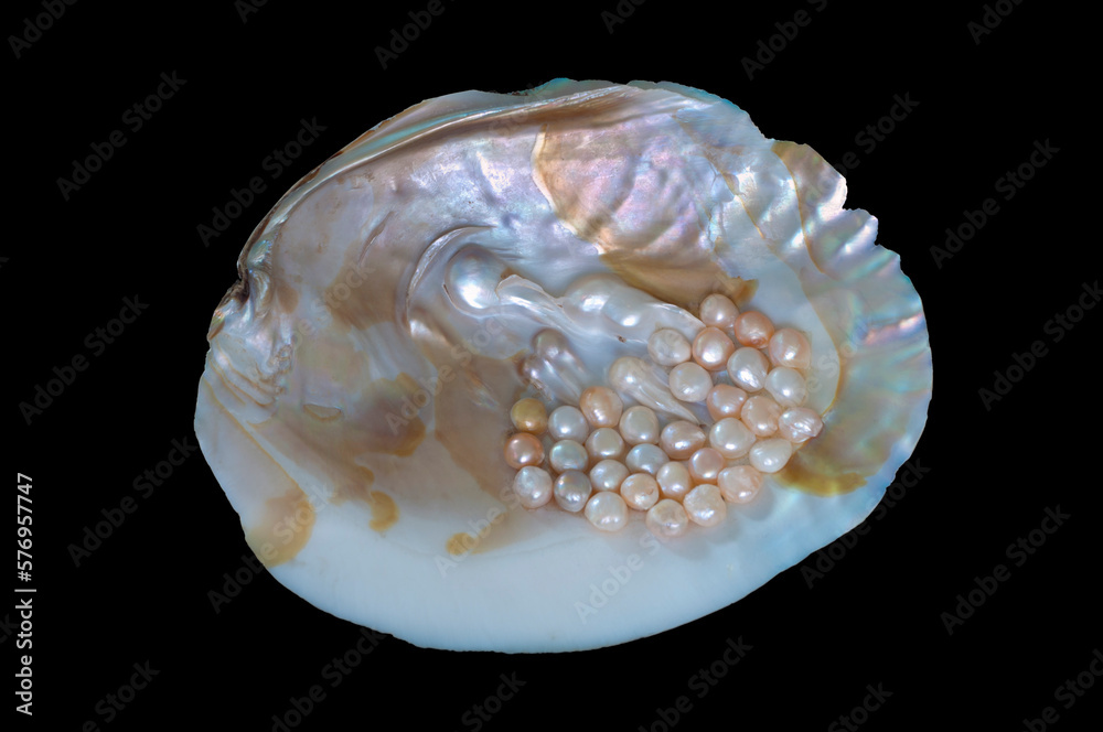 The Pink abalone, scientific name Haliotis corrugata, is a species of ...