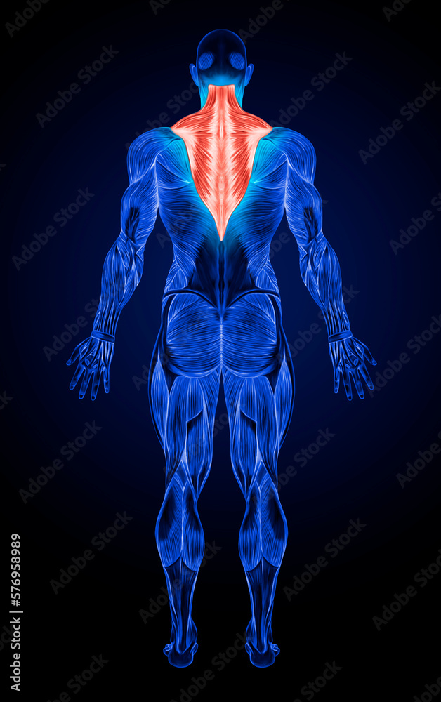 Trapezius Muscle Anatomy Muscles X-ray Stock Illustration | Adobe Stock