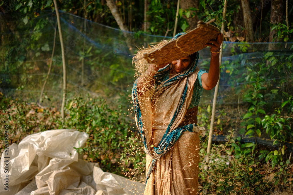 Village woman separating chaff from grain by winnowing process. South ...