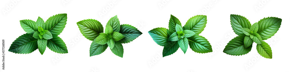 Mint leaves isolated on transparent background. Generative ai. Stock ...