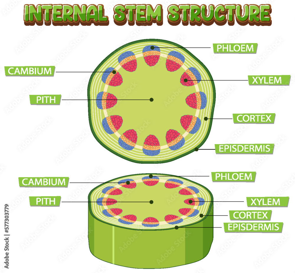Internal structure of stem diagram Stock Vector | Adobe Stock