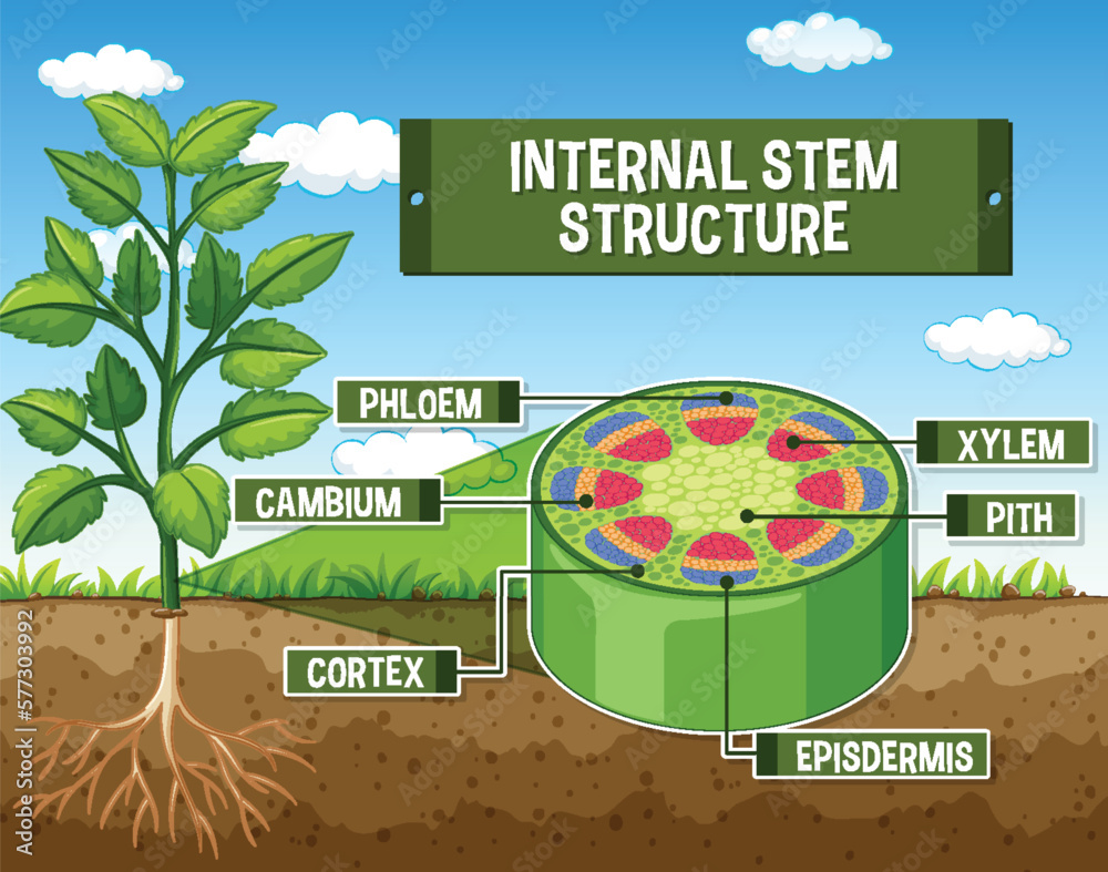 Internal structure of stem diagram Stock Vector | Adobe Stock