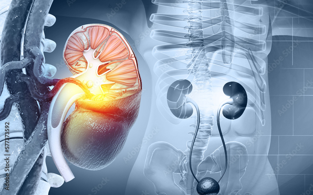 Human kidney anatomy, structure, physiology, cross-section, Medical ...