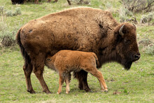 Bison Calf Nursing Free Stock Photo - Public Domain Pictures