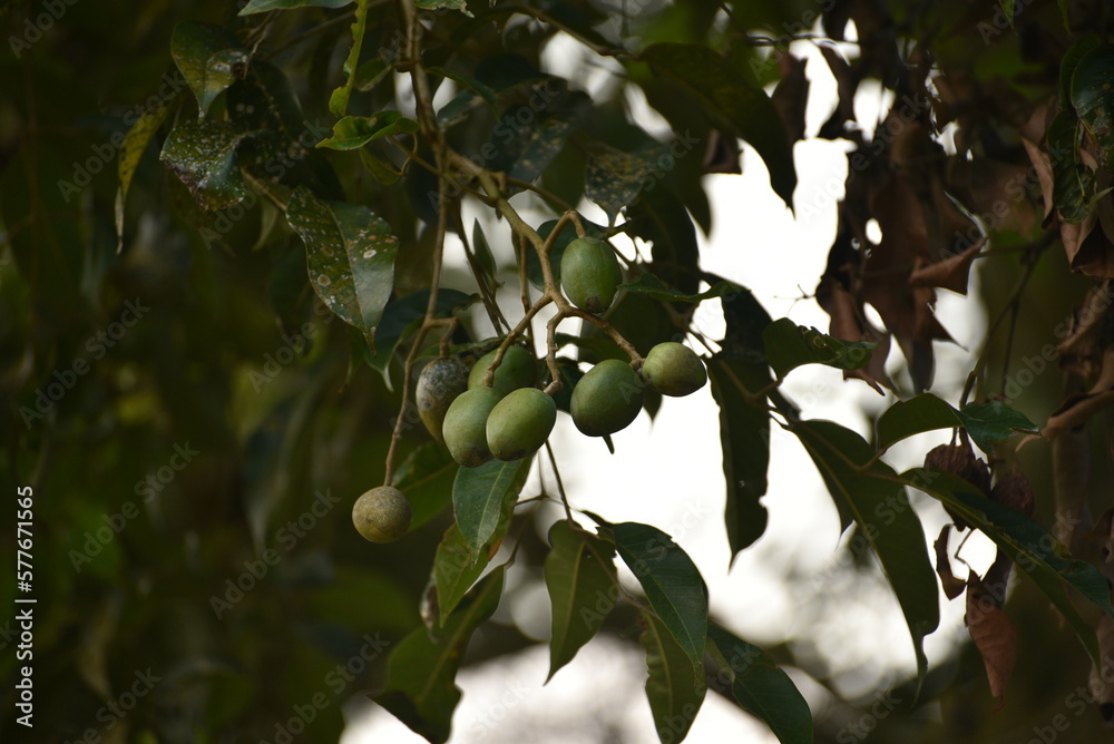 Canarium indicum, known as galip nut, is a mainly dioecious tree native in Indonesia. It is ...