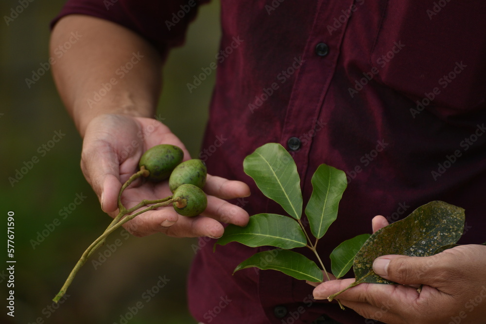 Fruit of Canarium indicum, known as galip nut, is a mainly dioecious ...