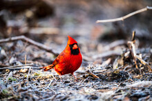 Northern Cardinal On Ground Free Stock Photo - Public Domain Pictures