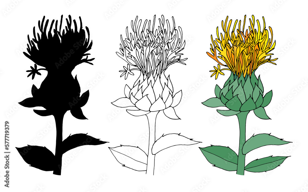 Safflower flower, silhouette, contour drawing, color drawing. Hand ...