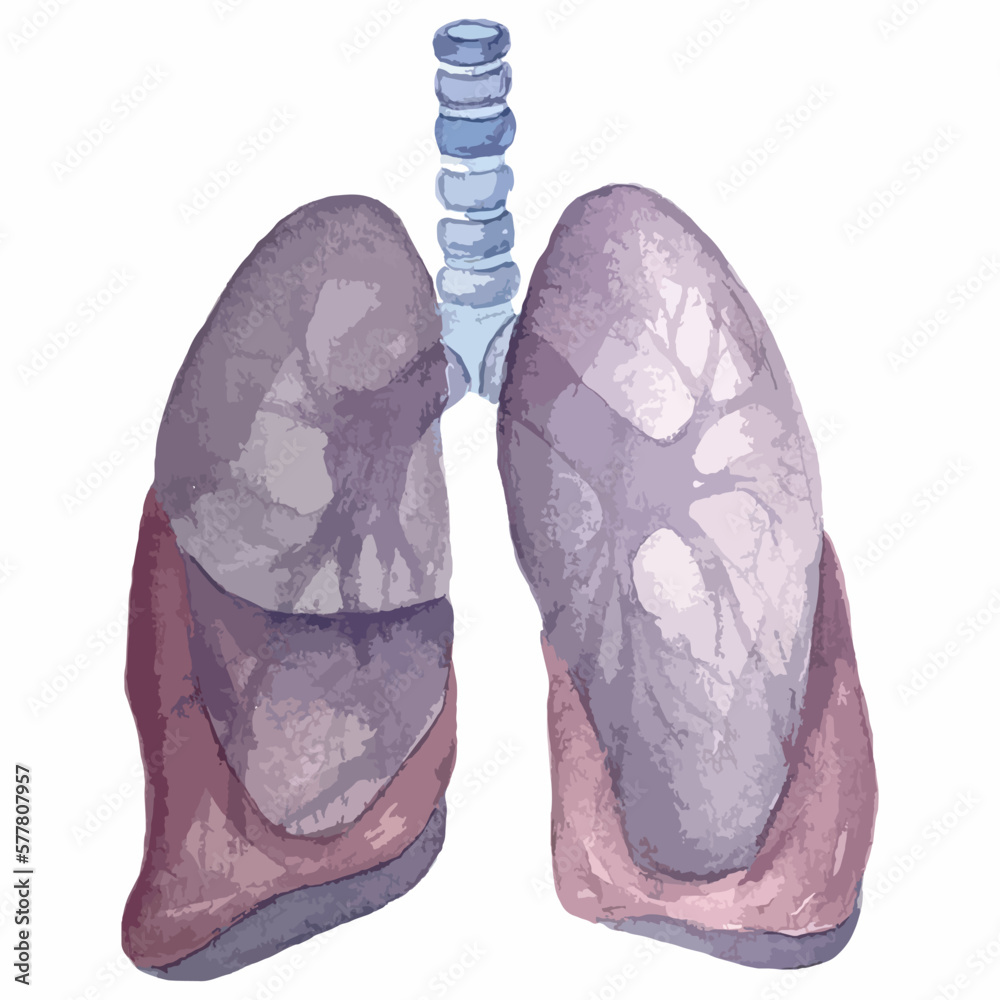 watercolor illustration hand drawing anatomical lung organ Stock Vector ...