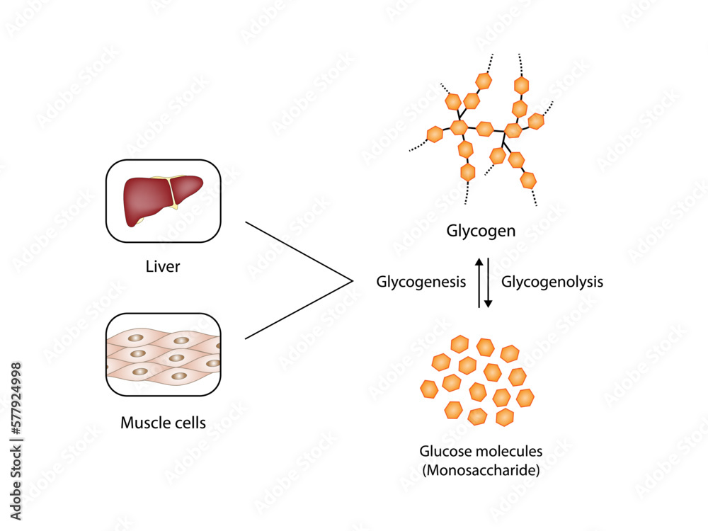 Glycogenesis, Glycolysis, Glycogenolysis. Carbohydrates Digestion ...