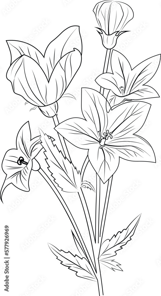 Cute kids coloring pages, easy bell flower drawing, bellflower black ...