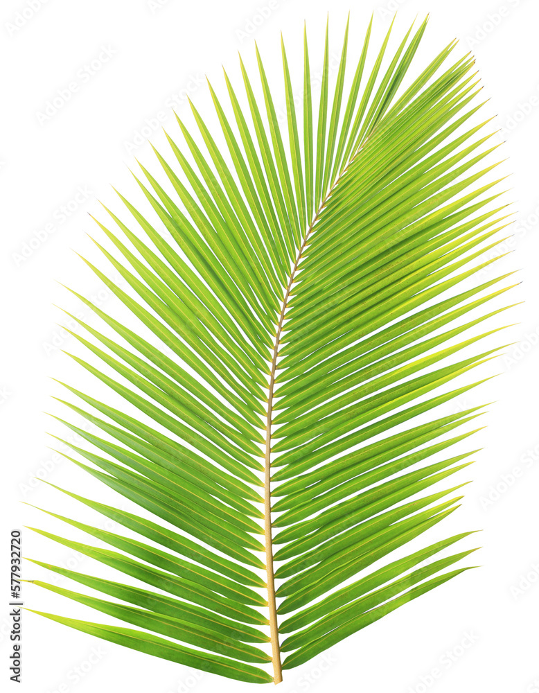 Tropical green leaf of palm tree on transparent background (png file ...