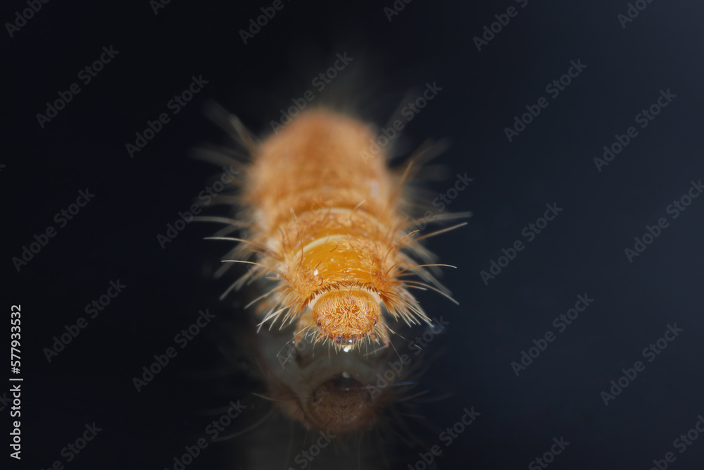 Larva, larvae of carpet beetle Anthrenus, Trogoderma, Attagenus ...