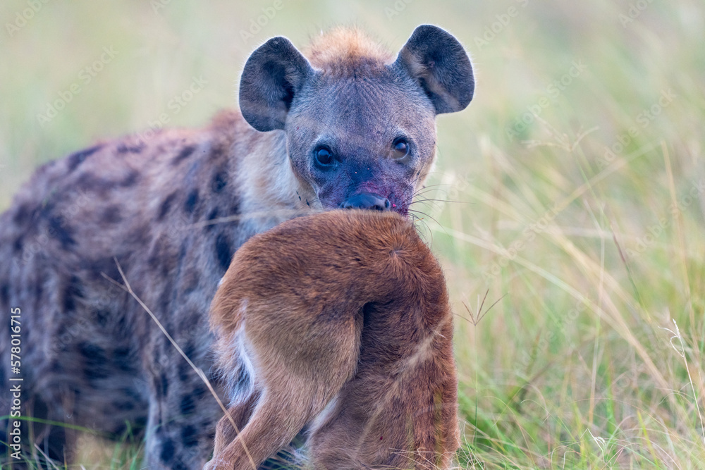 Hyena with bloody mouth in Ishasha in Queen Elizabeth national park in ...