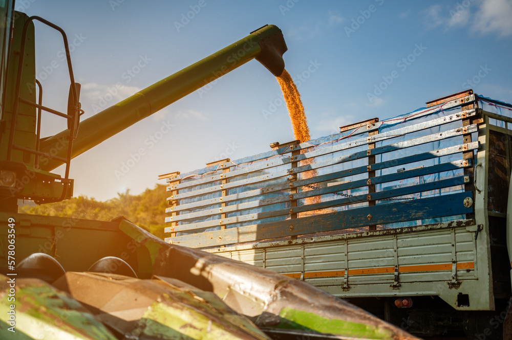 Combine harvester emptying harvested corn into tractor trailer.Corn ...