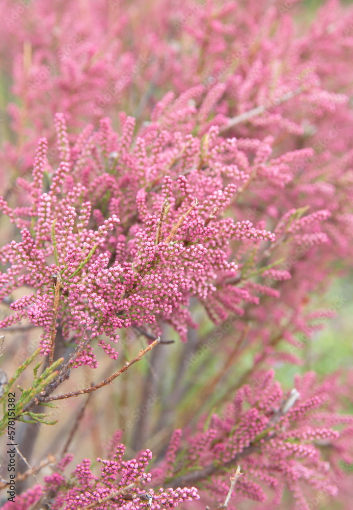 Tamarix gallica, French tamarisk - deciduous, herbaceous, twiggy shrub ...