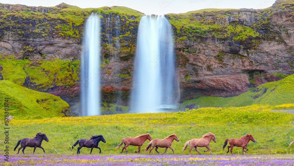 Amazing Seljalandsfoss waterfall in Iceland - The Icelandic red horse ...