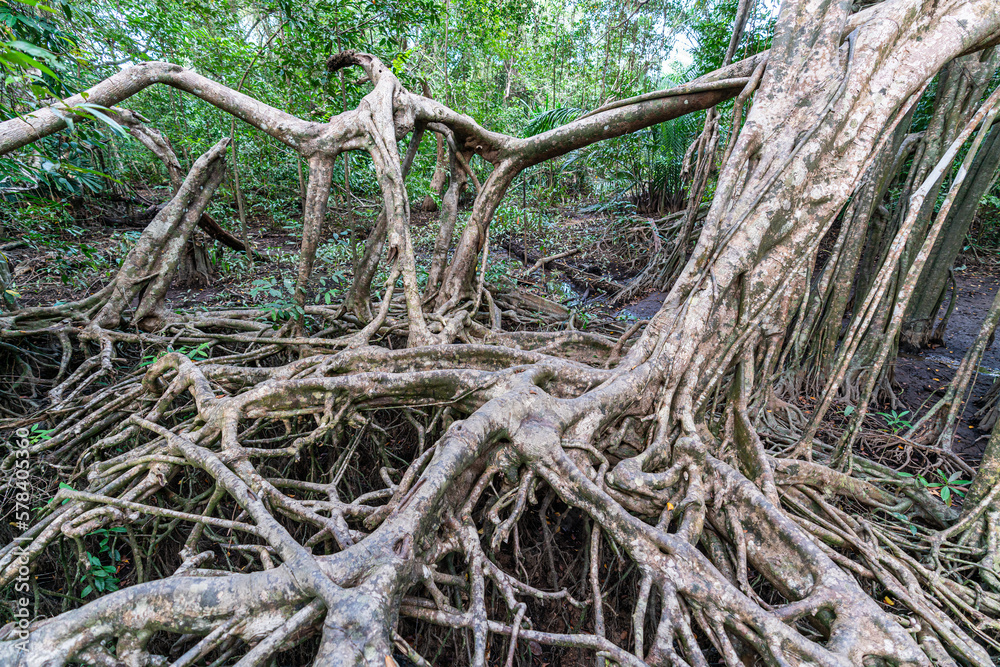 Massive banyan tree root system in rain forest, Sang Nae Canal Phang ...