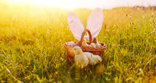 Happy Easter Farmer Rabbit Free Stock Photo - Public Domain Pictures